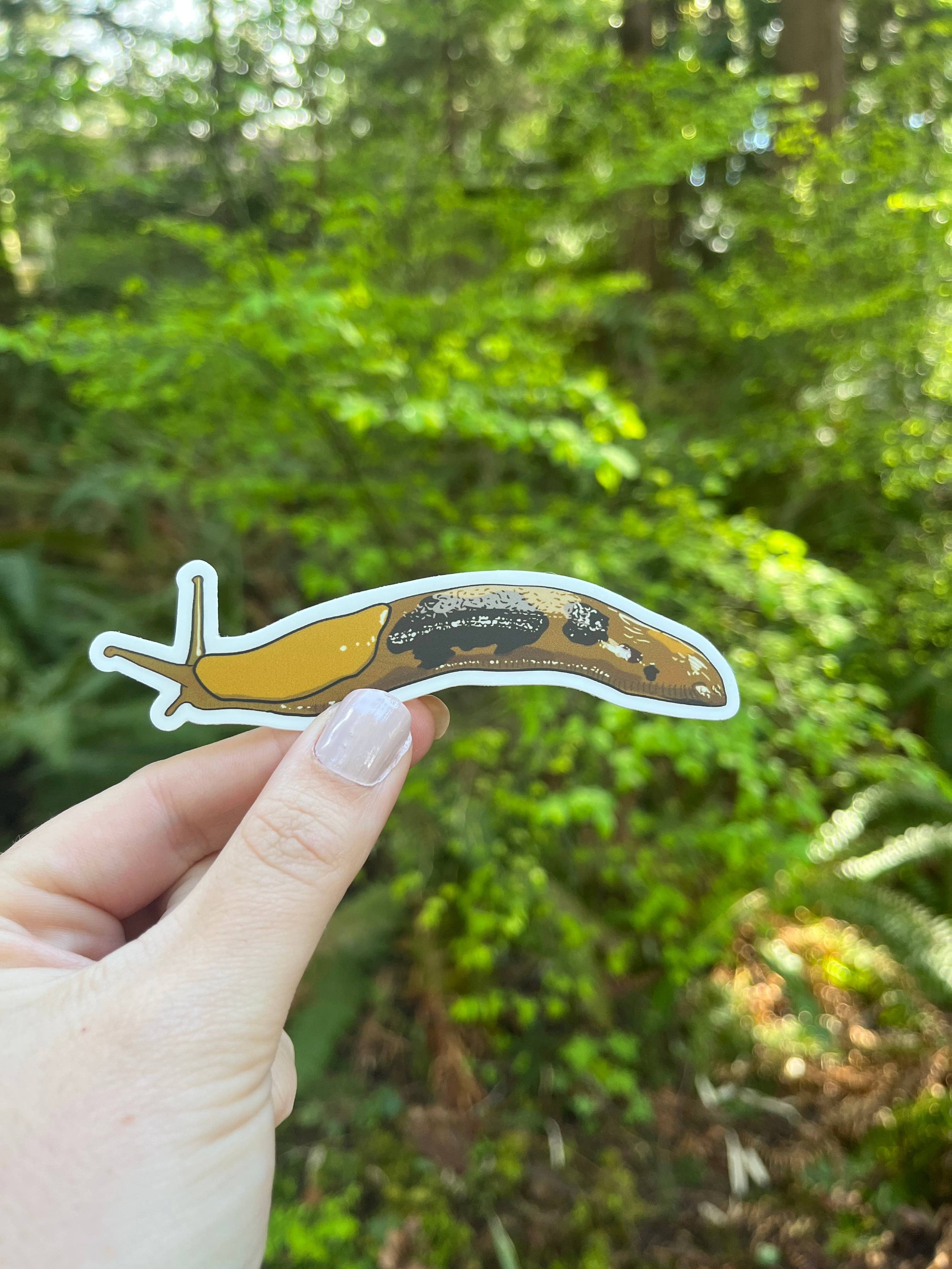 Banana Slug Sticker | Humboldt Outfitters